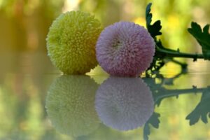 花の日いくつ知ってる？花の名前がつく記念日をまとめて一覧にしてみた！ | 花を知る場所
