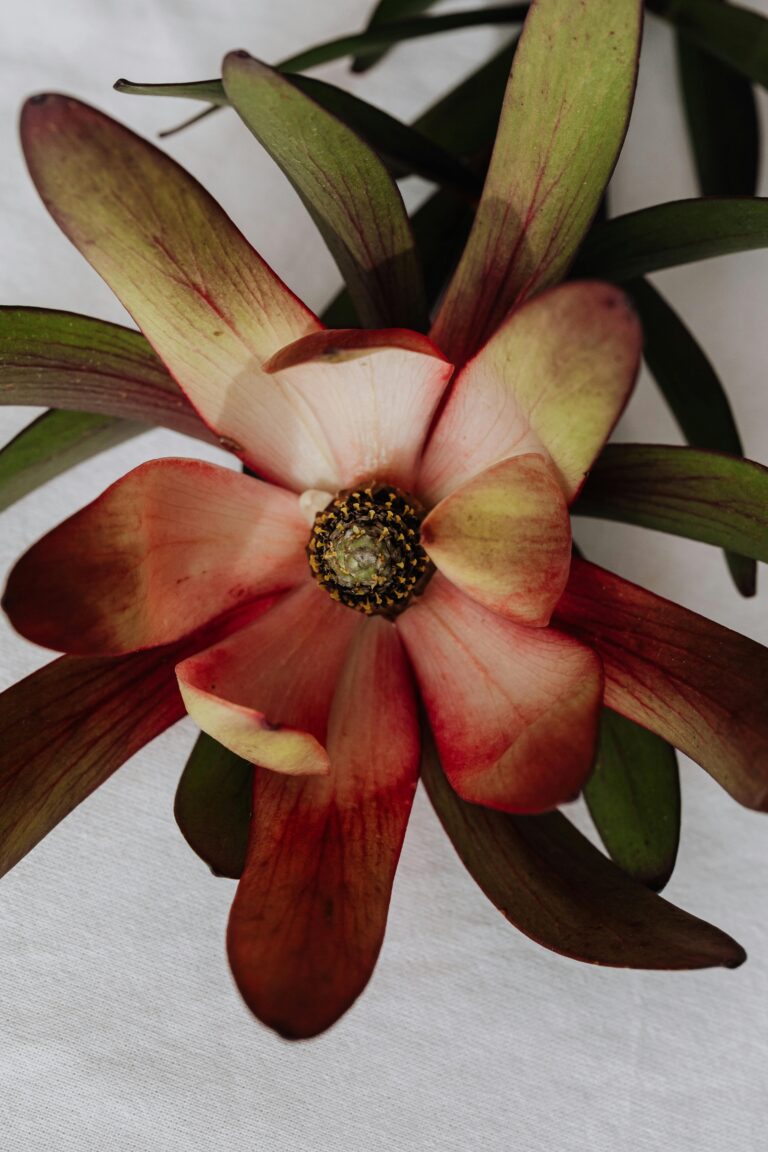 切り花・ブーケで大人気！ネイティブフラワーとは何？代表10種と花言葉を紹介 | 花を知る場所