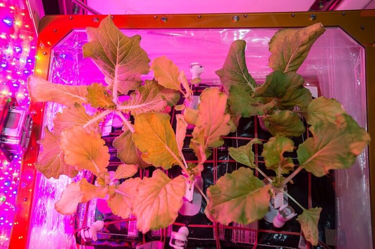 宇宙で植物は育つのか？ISSで花を咲かせたジニアの話 | 花を知る場所